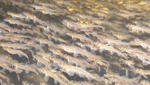 A shole of very young salmon from one of the breeding containers in the ...